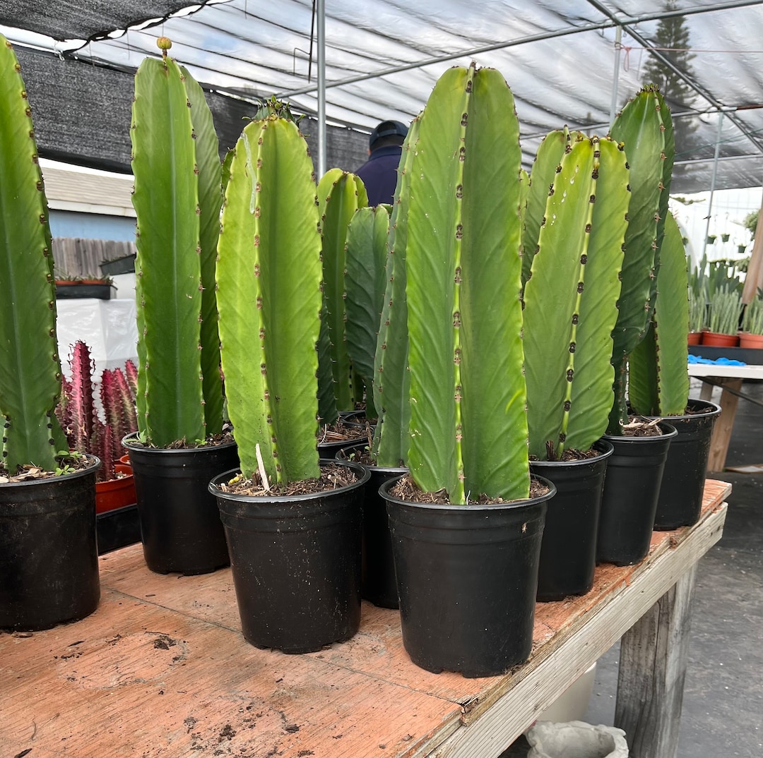 Rooted Candelabra Trees (euphorbia Ingens) - Ready to Grow | Gardening ...