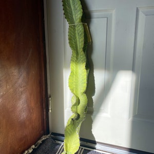 Massive Euphorbia Ammak Variegated Cutting Golden African Candelabra ...