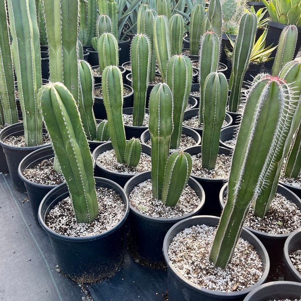 Fence Post Cactus - Etsy