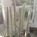 Silver Torch Cactus Cleistocactus Strausii Remarkable Premium Cactus - Etsy