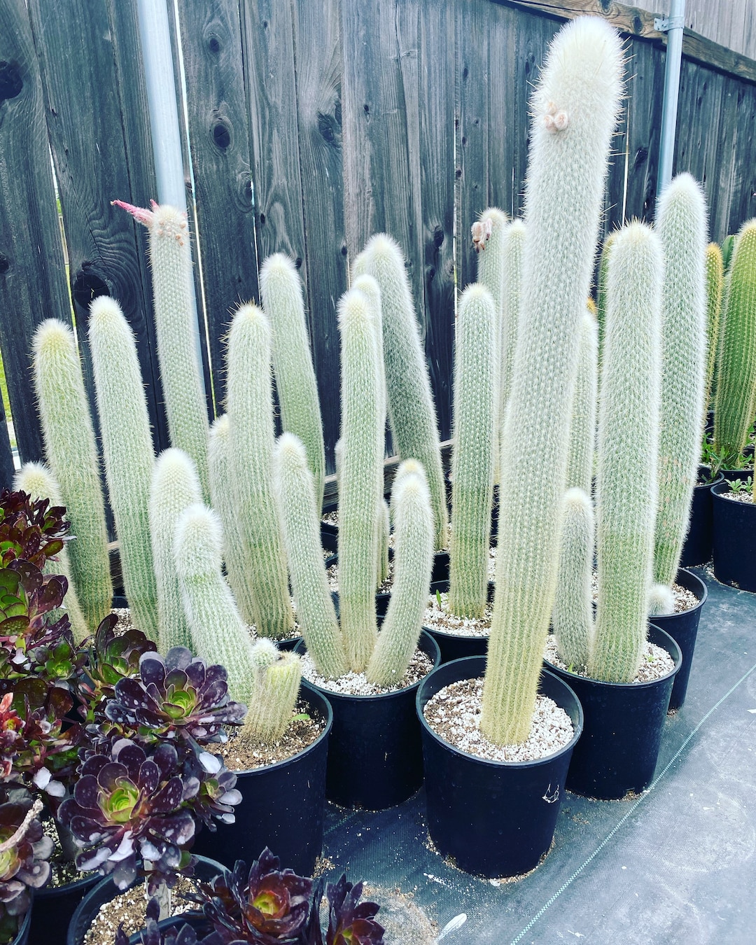 Silver Torch Cactus Cleistocactus Strausii Remarkable Premium Cactus - Etsy