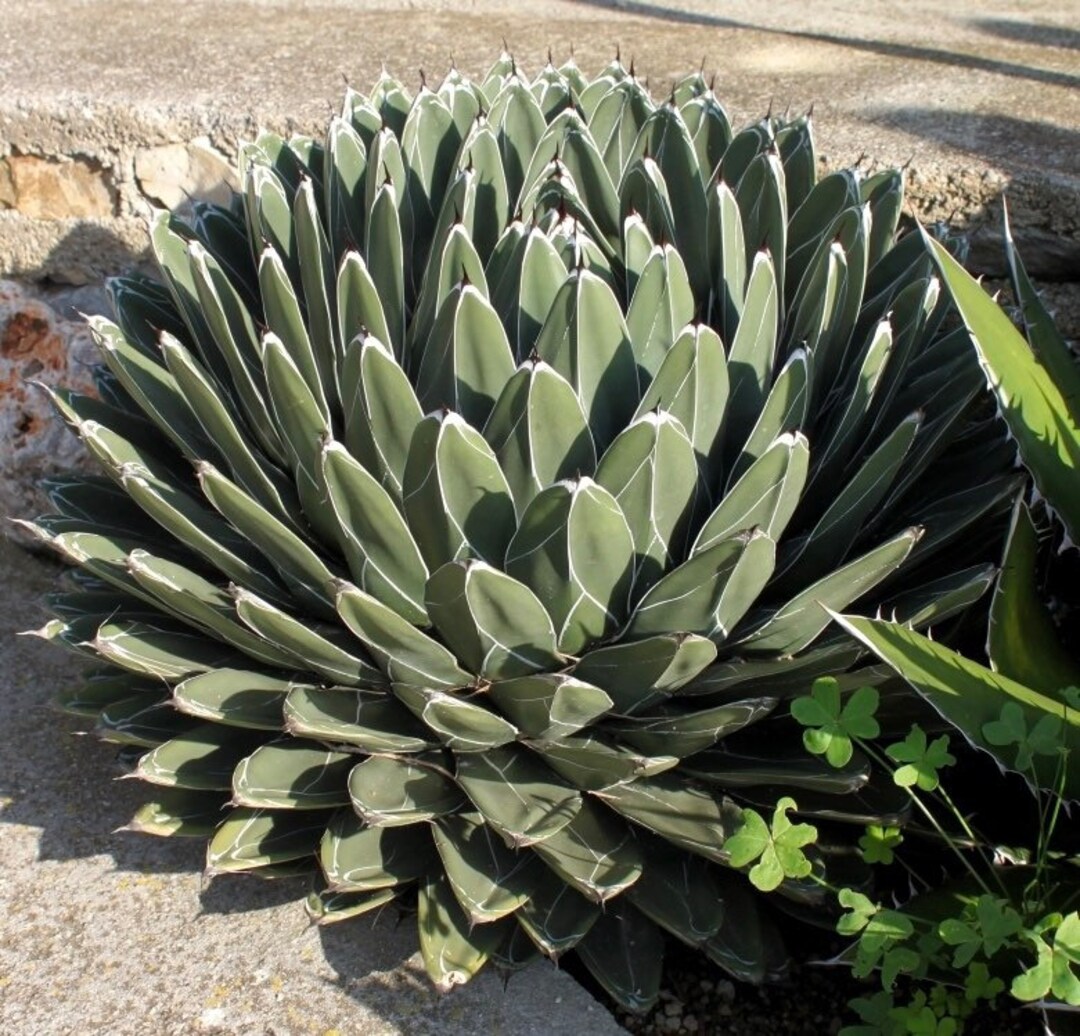 Queen Victoria Agave - Gallon Size Unique Beautiful Succulent - Etsy