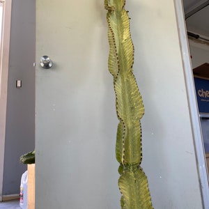 Massive Euphorbia Ammak Variegated Cutting | Golden African Candelabra ...