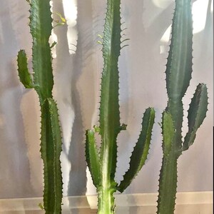 Euphorbia Ingens Candelabra Tree Cutting: DIY Succulent, Several Sizes ...