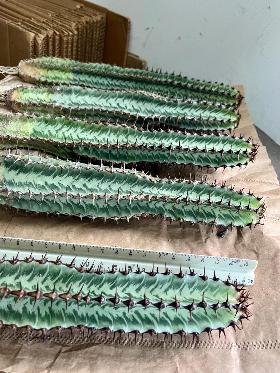 18-21" Rare & Enchanting Zebra Cactus | Exotic Elusive Euphorbia ...