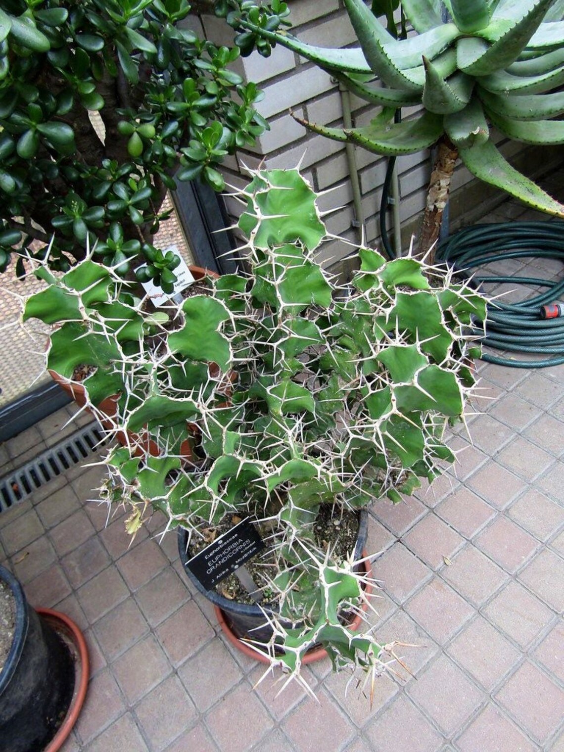 Cow's Horn Cactus Euphorbia Grandicornis Rare Cutting - Etsy