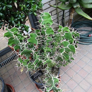 Cow's Horn Cactus Euphorbia Grandicornis Rare Cutting - Etsy
