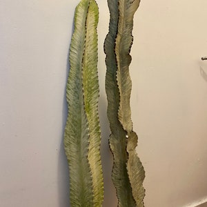 Massive Euphorbia Ammak Variegated Cutting | Golden African Candelabra ...