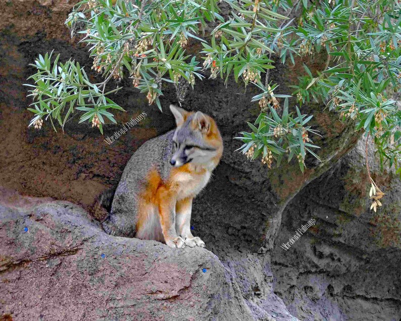 Red Fox at Sonoran Desert Museum Tucson AZ - Etsy
