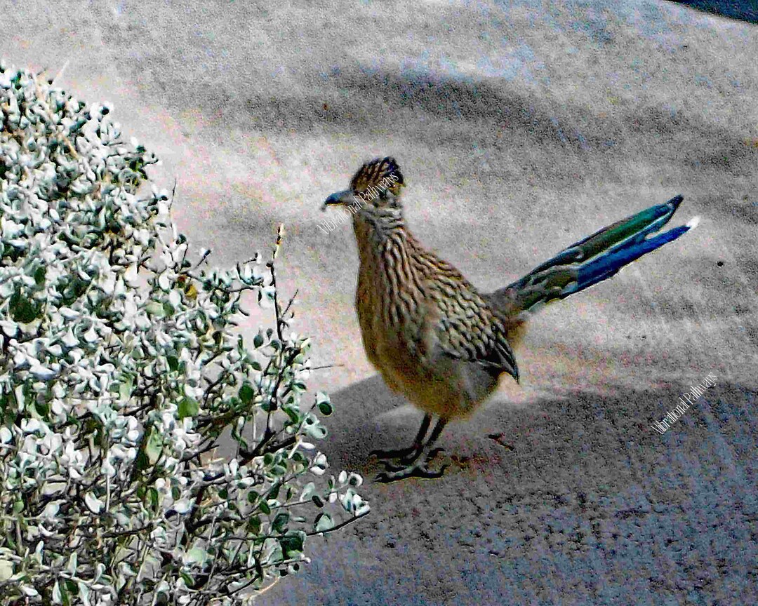 Road Runner in Tanque Verde AZ - Etsy