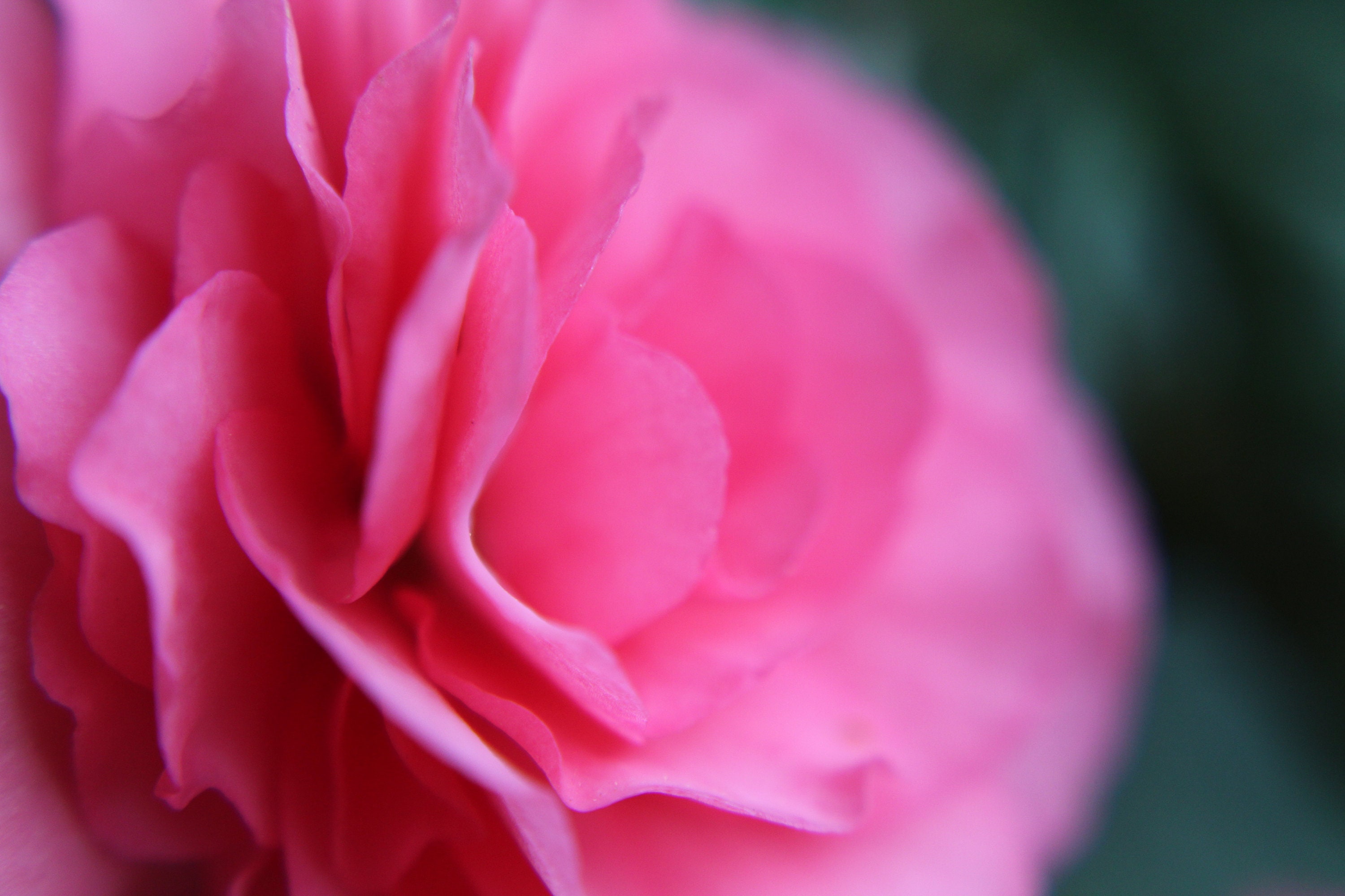 Pink Flowers Digital Print - Etsy