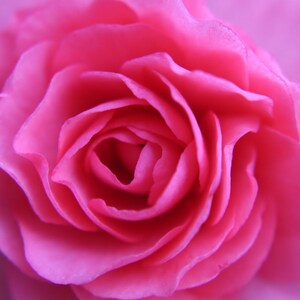 Pink Flowers Digital Print - Etsy