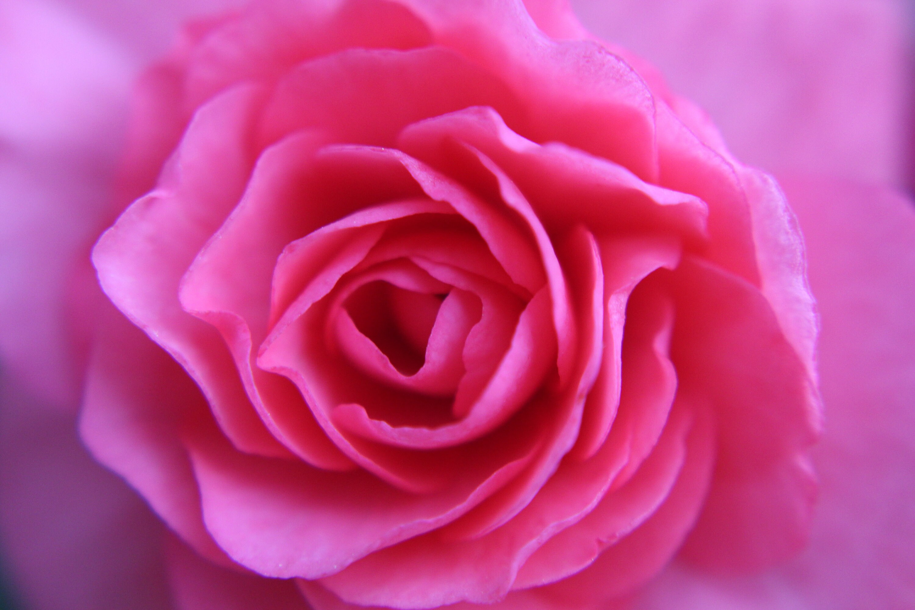 Pink Flowers Digital Print - Etsy