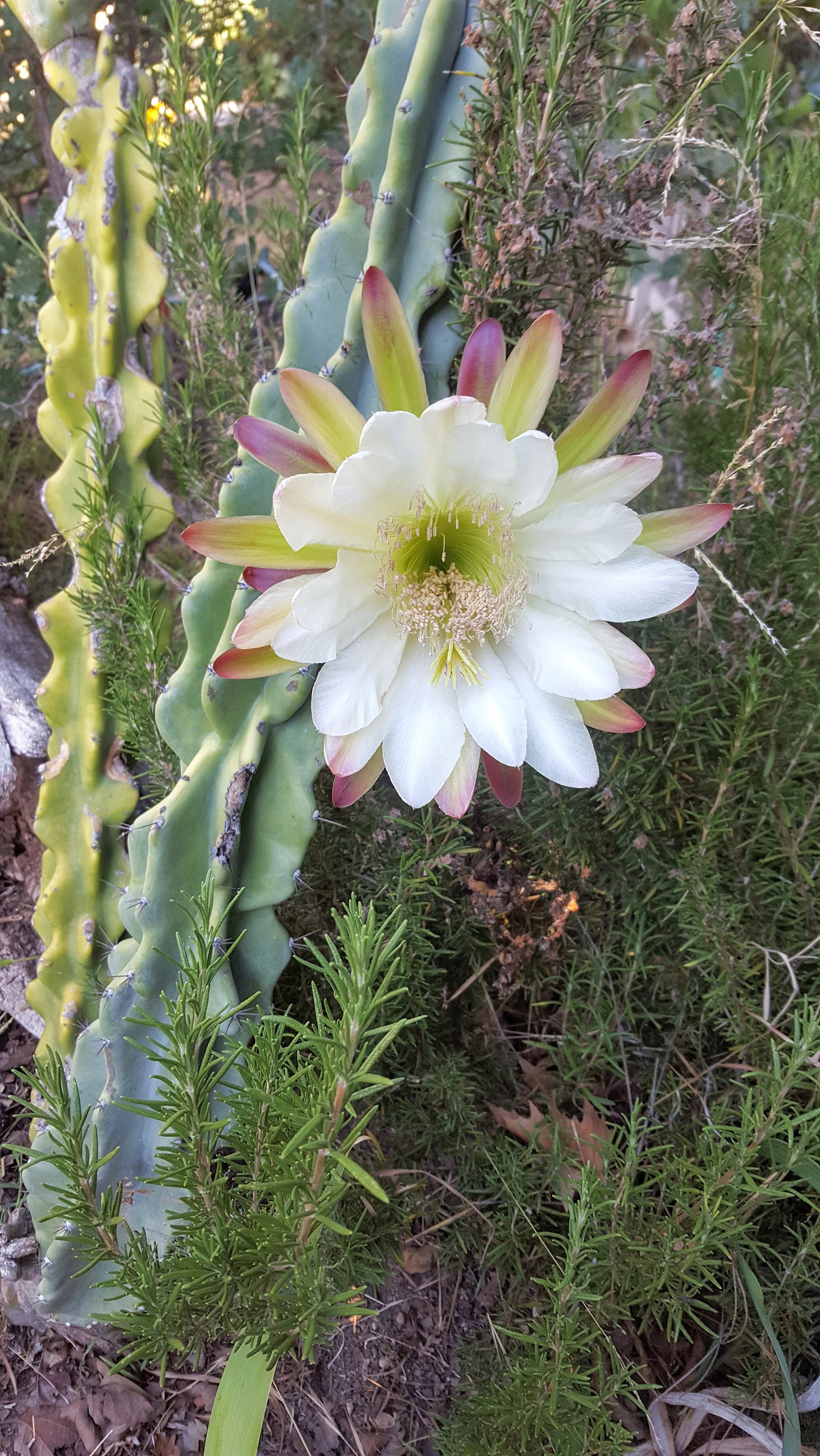 Cereus Monstrose Peruvianianus Cactus Cutting! - Etsy