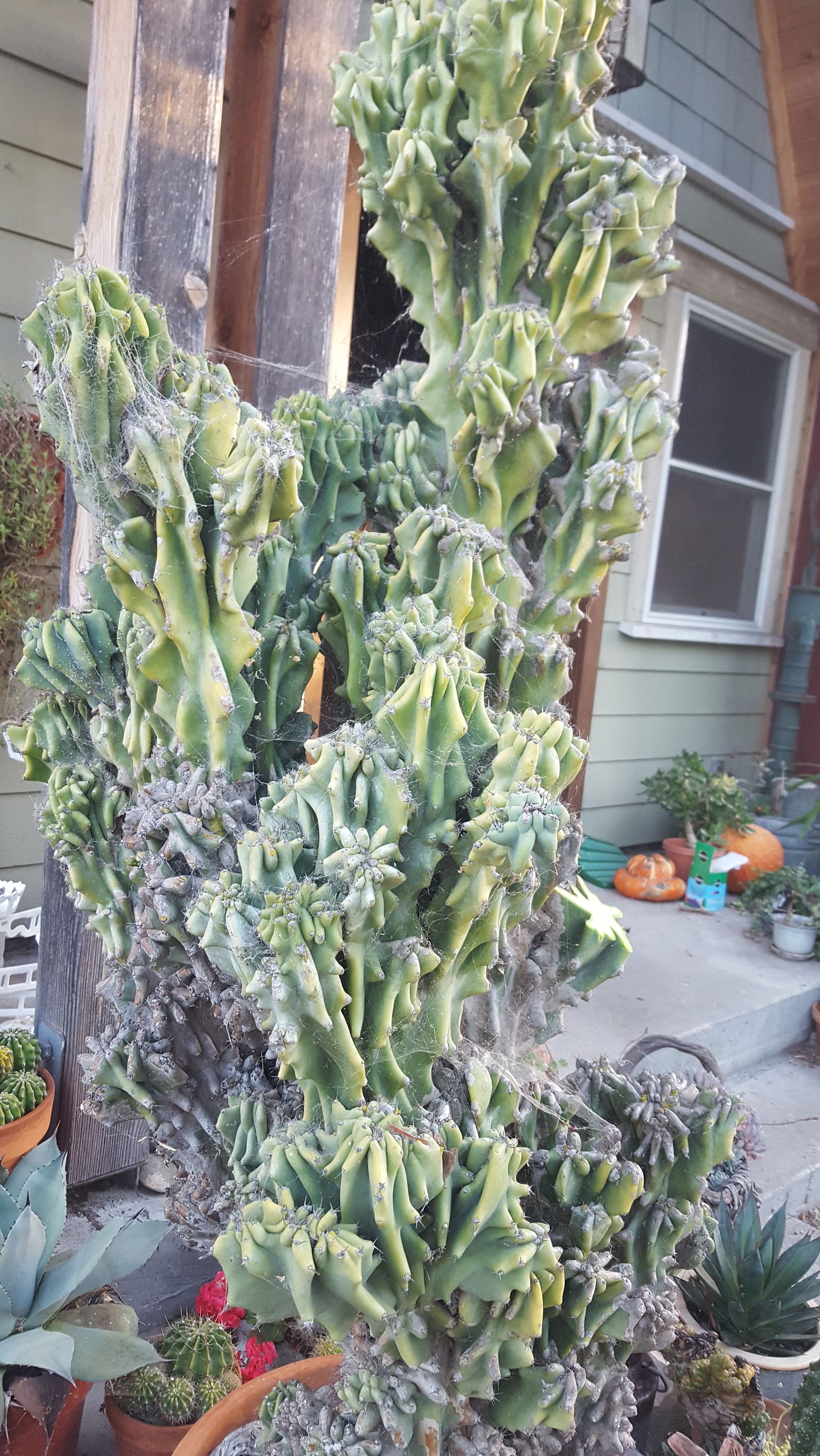 Cereus Monstrose Peruvianianus Cactus Cutting! - Etsy