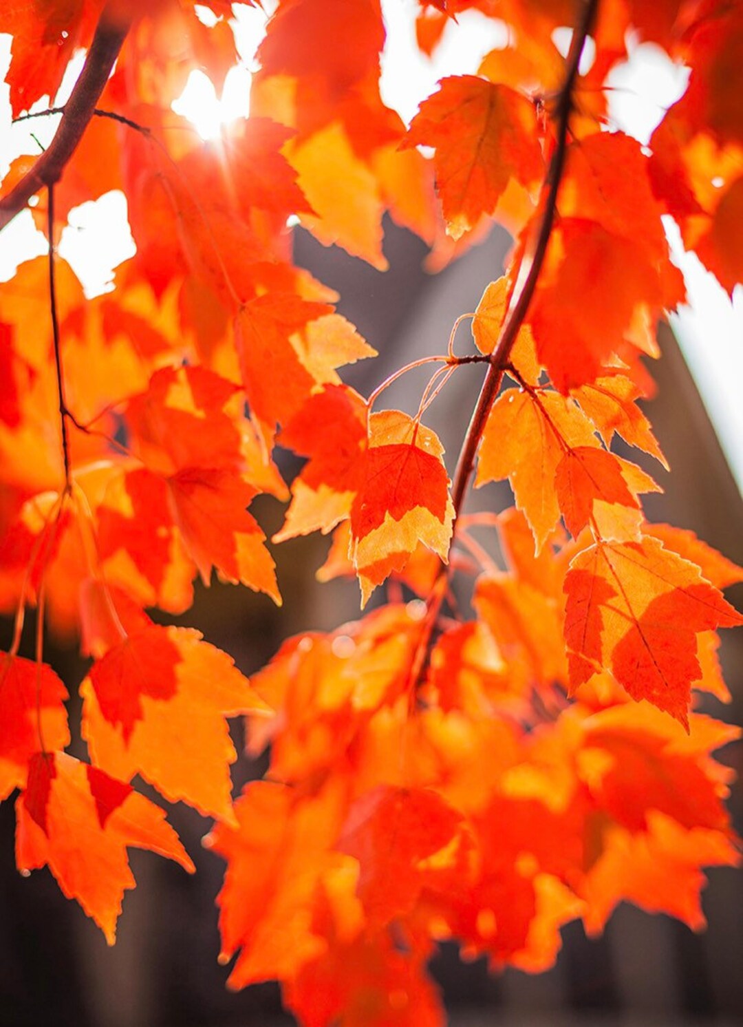 Sugar Maple Tree 10 Unrooted Cuttings | Free Shipping - Etsy
