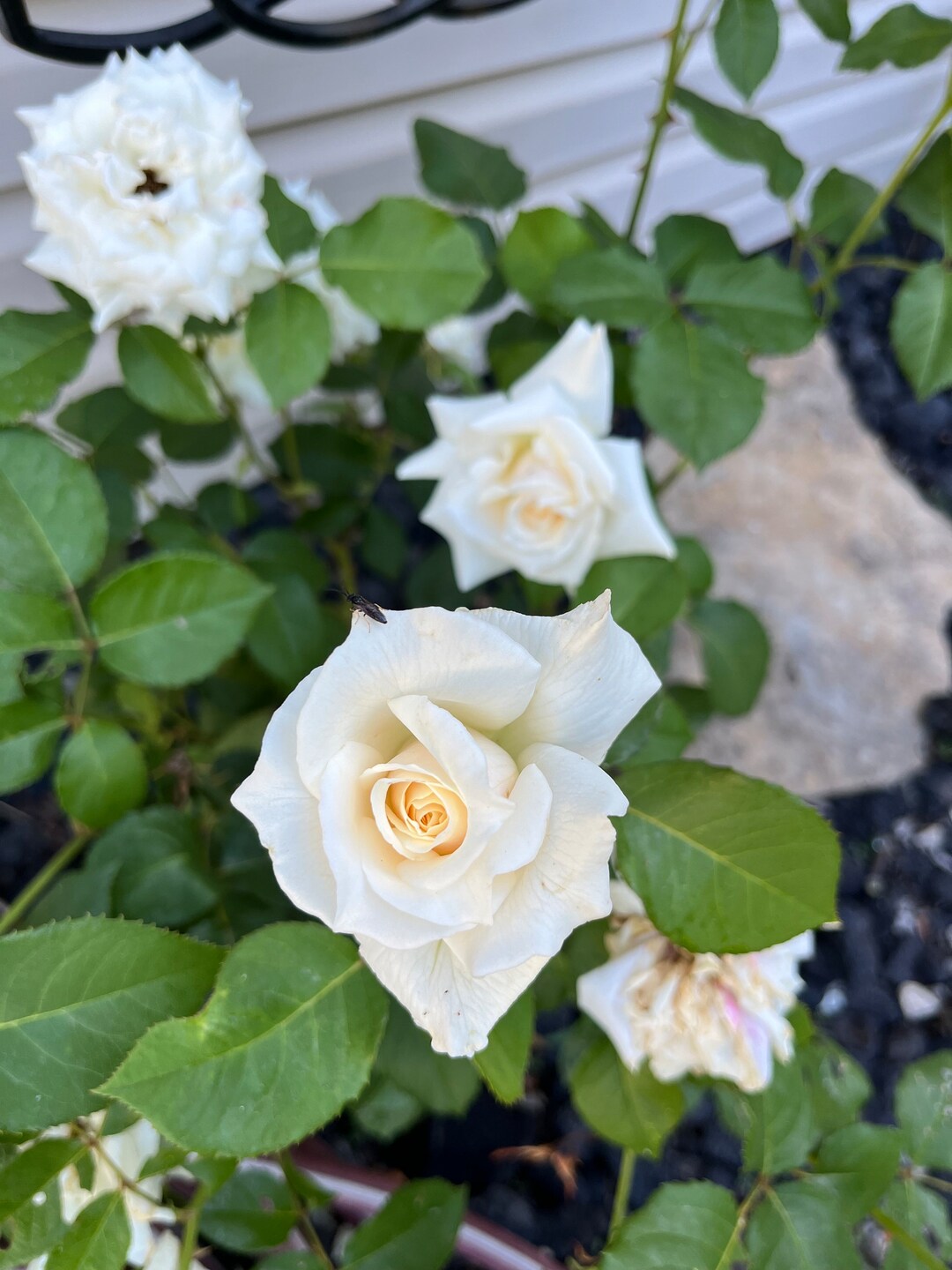 10 UNROOTED White Rose Cuttings - Etsy