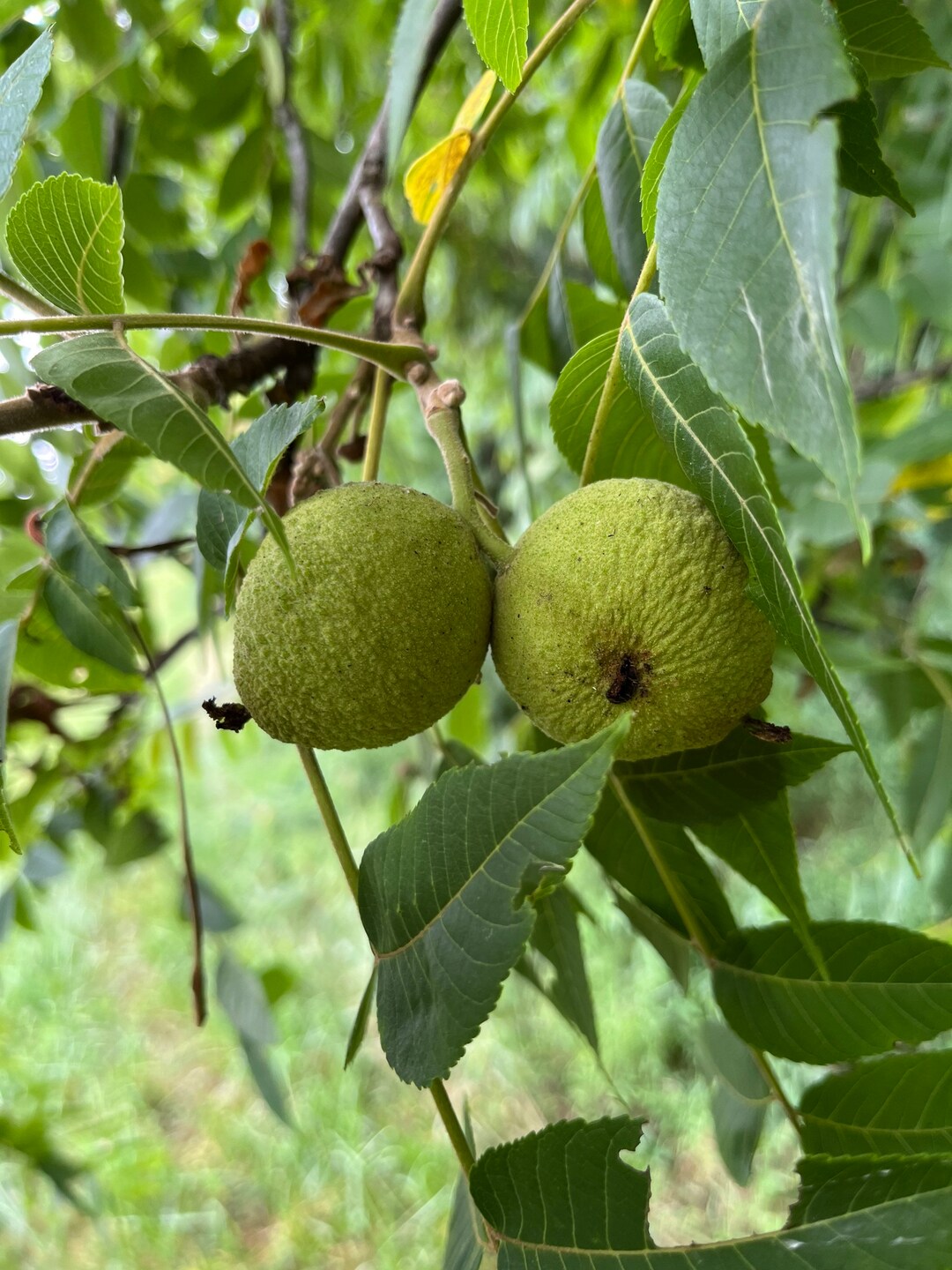 Walnut Tree Cutting 10 Unrooted Cuttings - Etsy