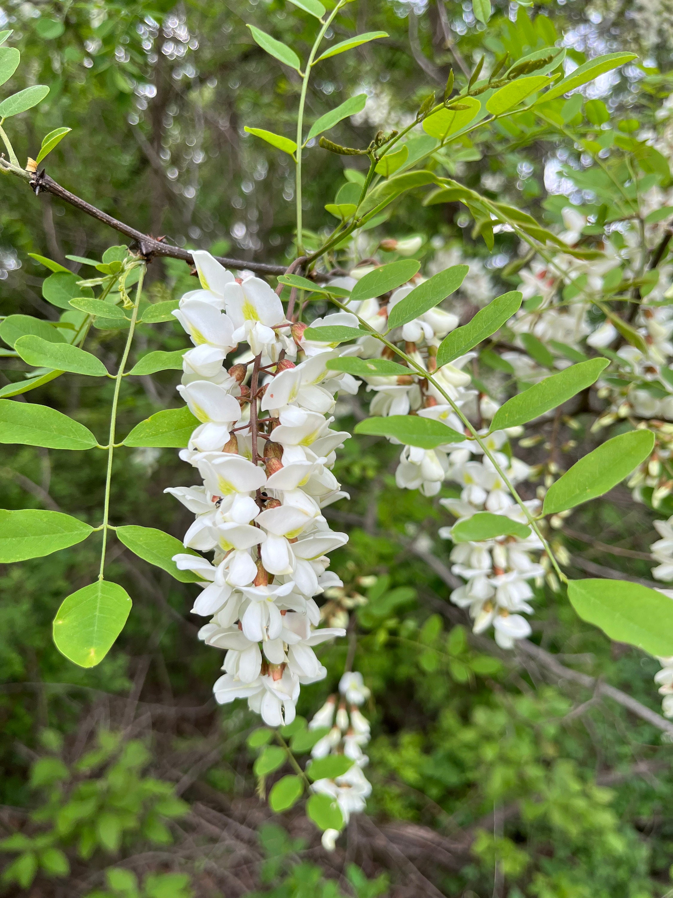 Black Locust Tree 15 UNROOTED Cuttings | Free Shipping - Etsy