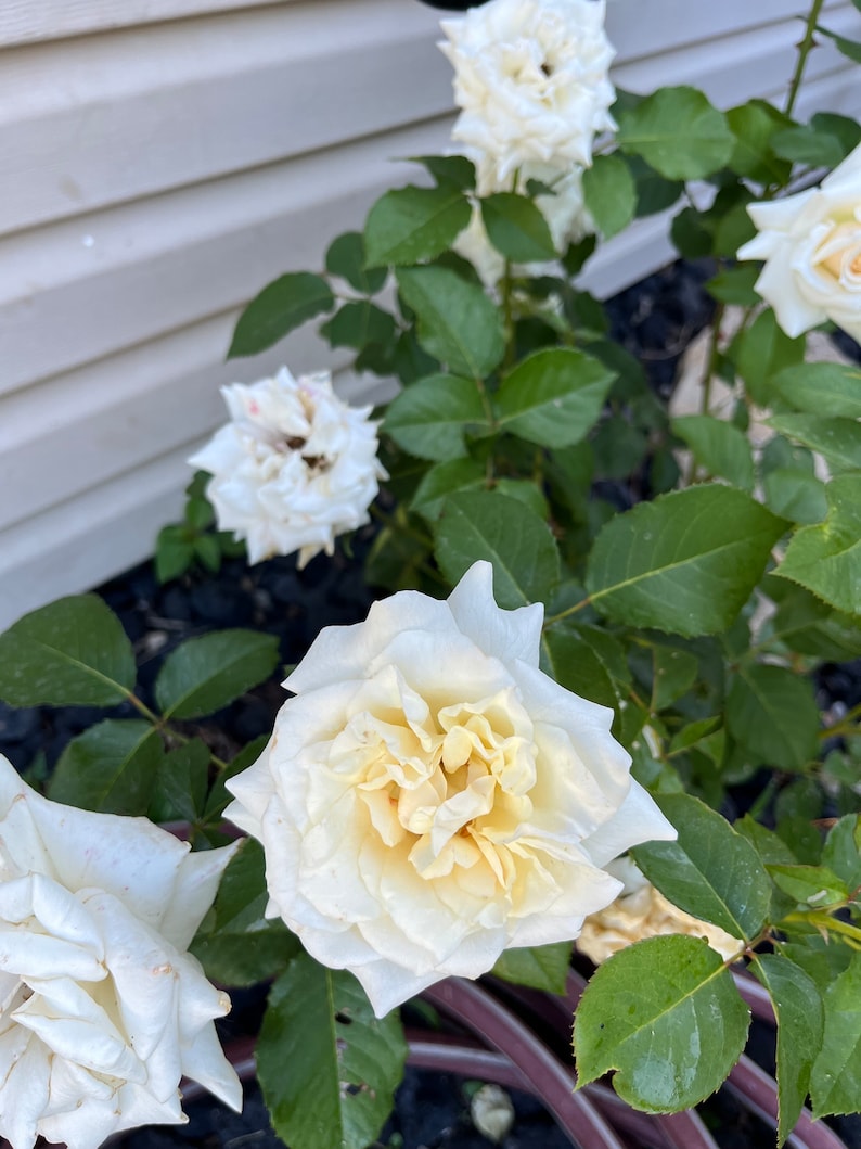 10 UNROOTED White Rose Cuttings - Etsy