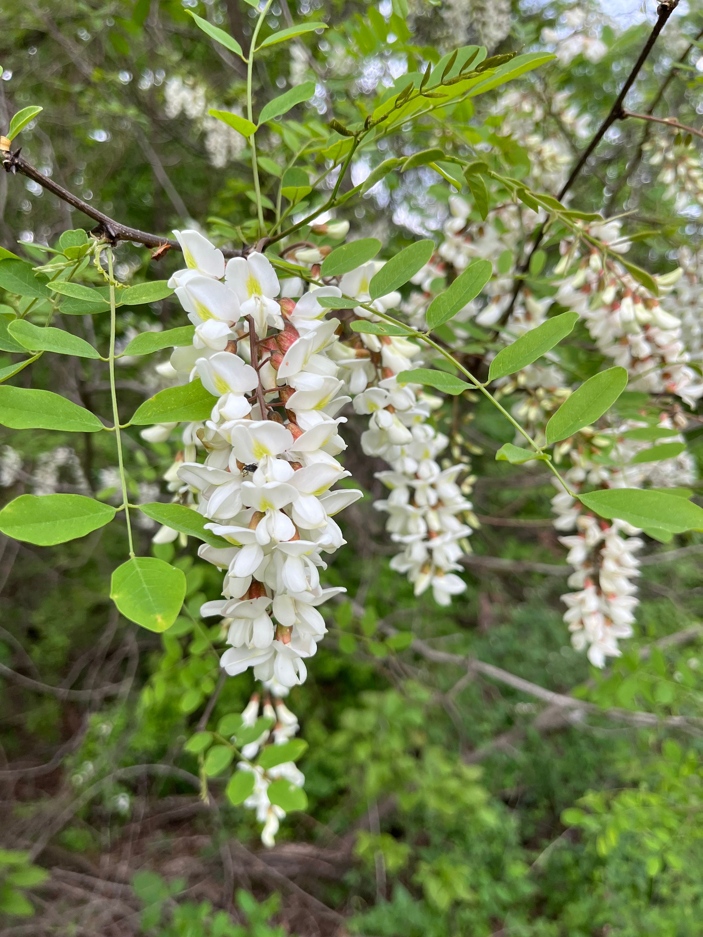 Black Locust Tree 15 UNROOTED Cuttings | Free Shipping - Etsy