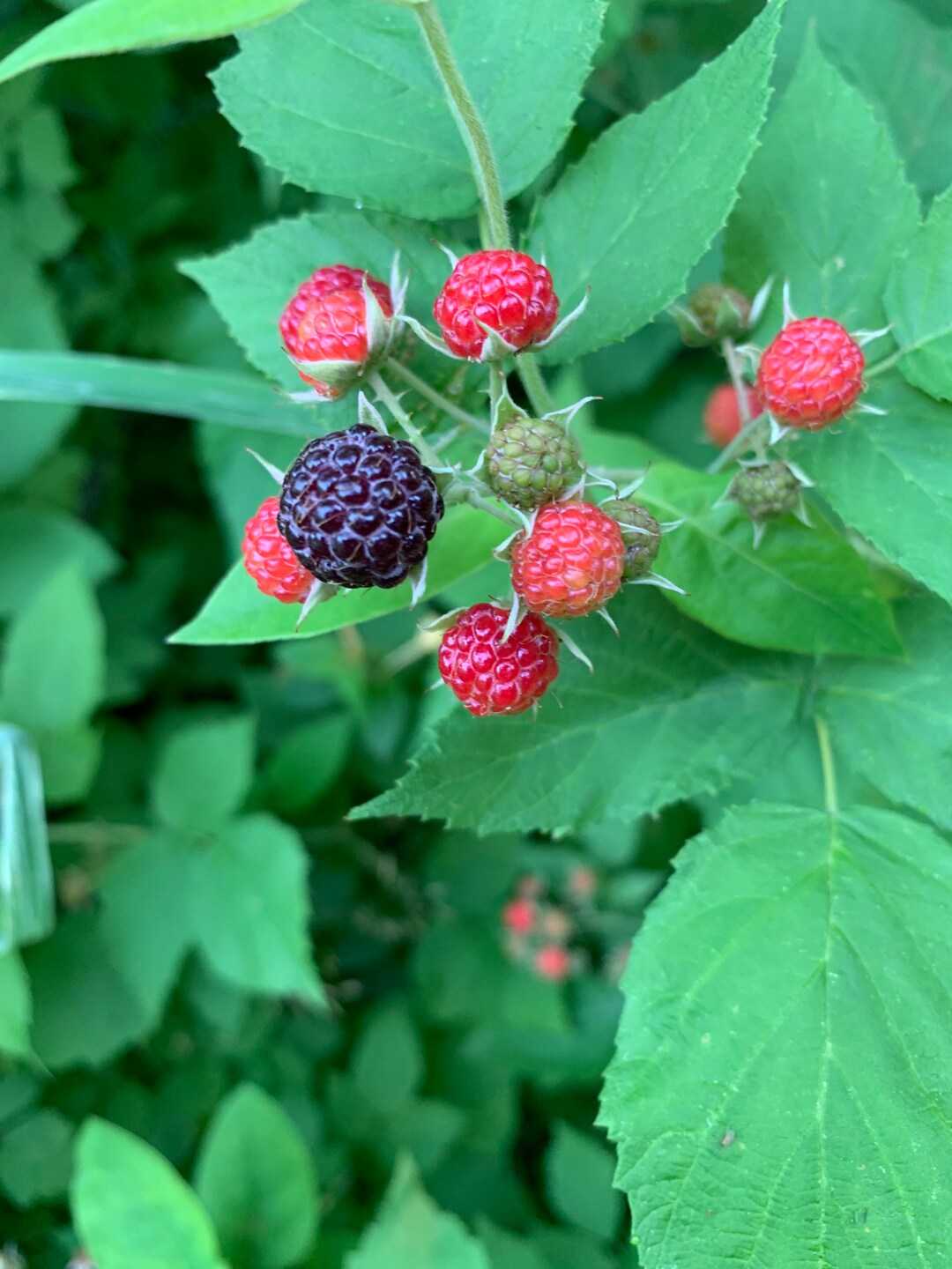 3 BARE ROOT Wild Black Raspberries 24 Inches - Etsy