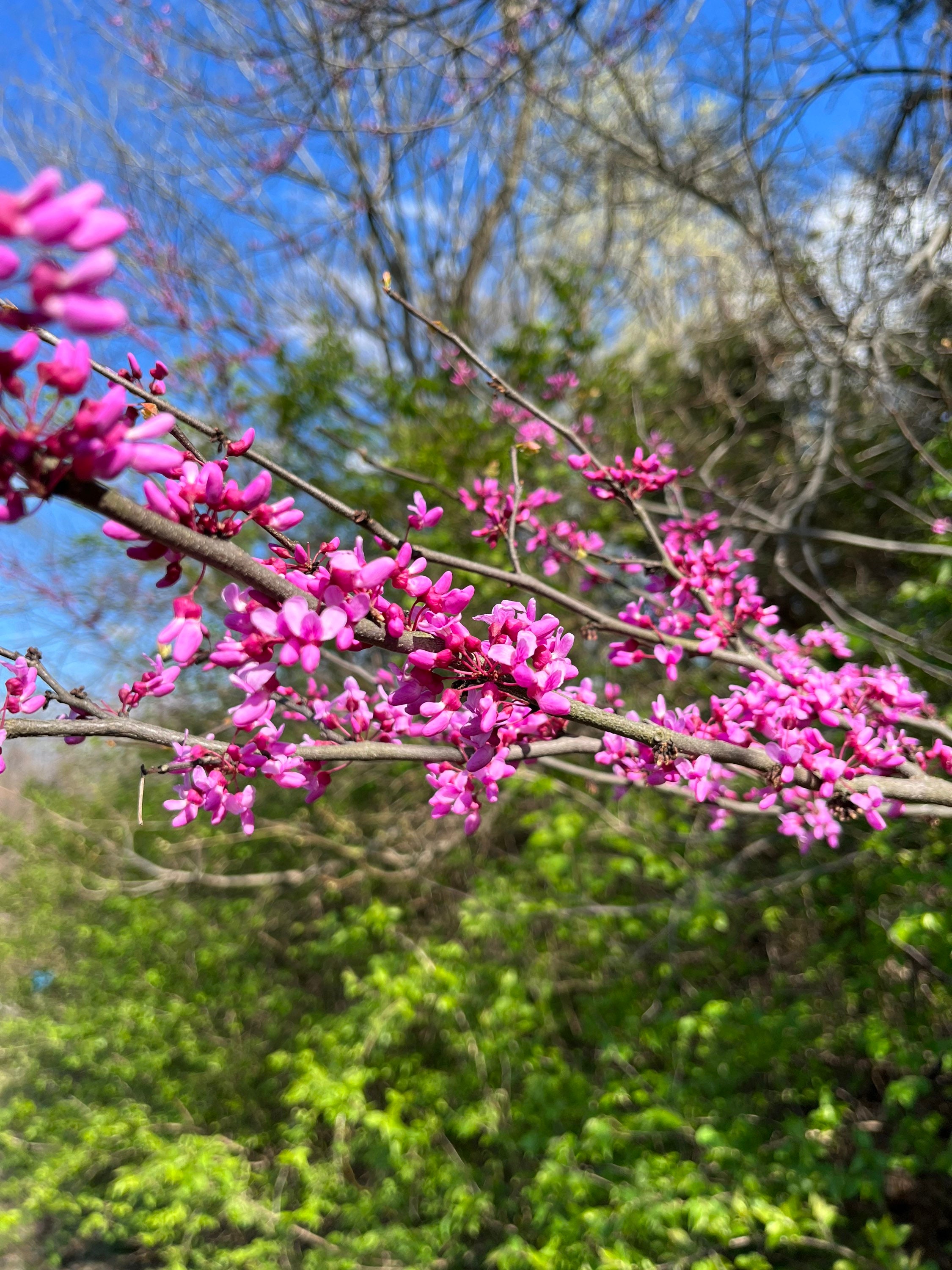 Set of 2 TWO YEAR OLD Live Red Bud Trees Bare Root 1-2 Ft. Tall - Etsy
