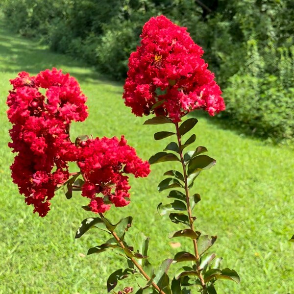 Dwarf Crape Myrtle - Etsy
