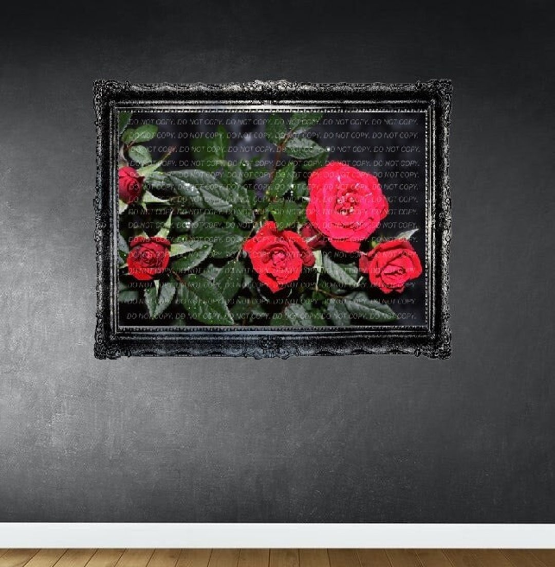 Dew Drop Roses *digital Photography* - Etsy