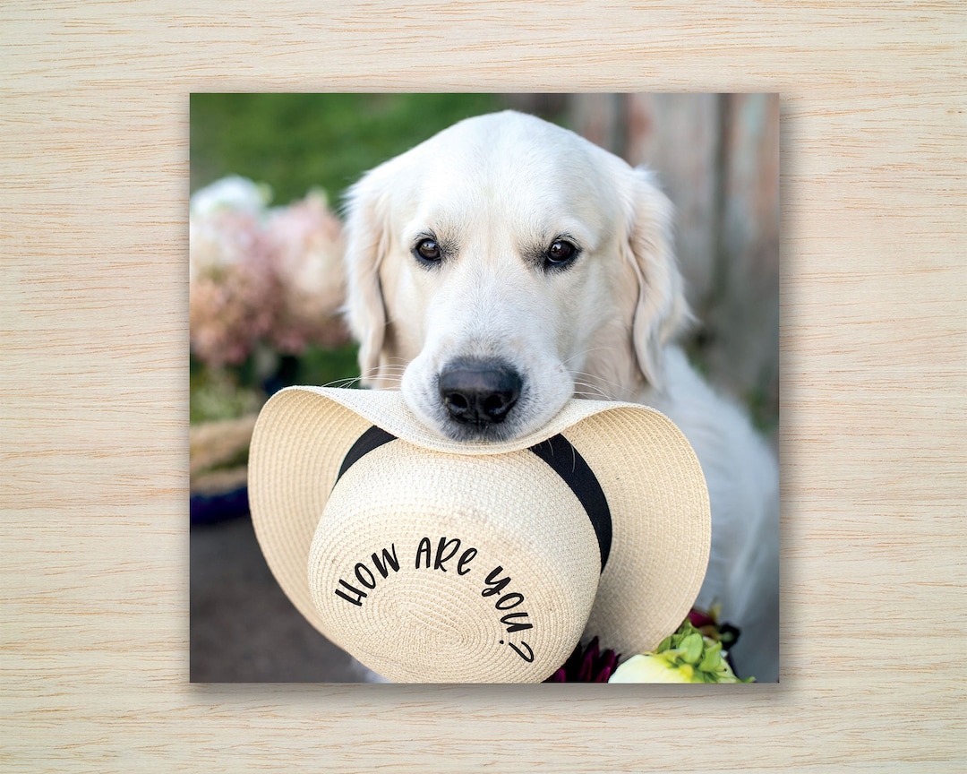 Labrador How Are You Card Thinking of You Card Friendship - Etsy