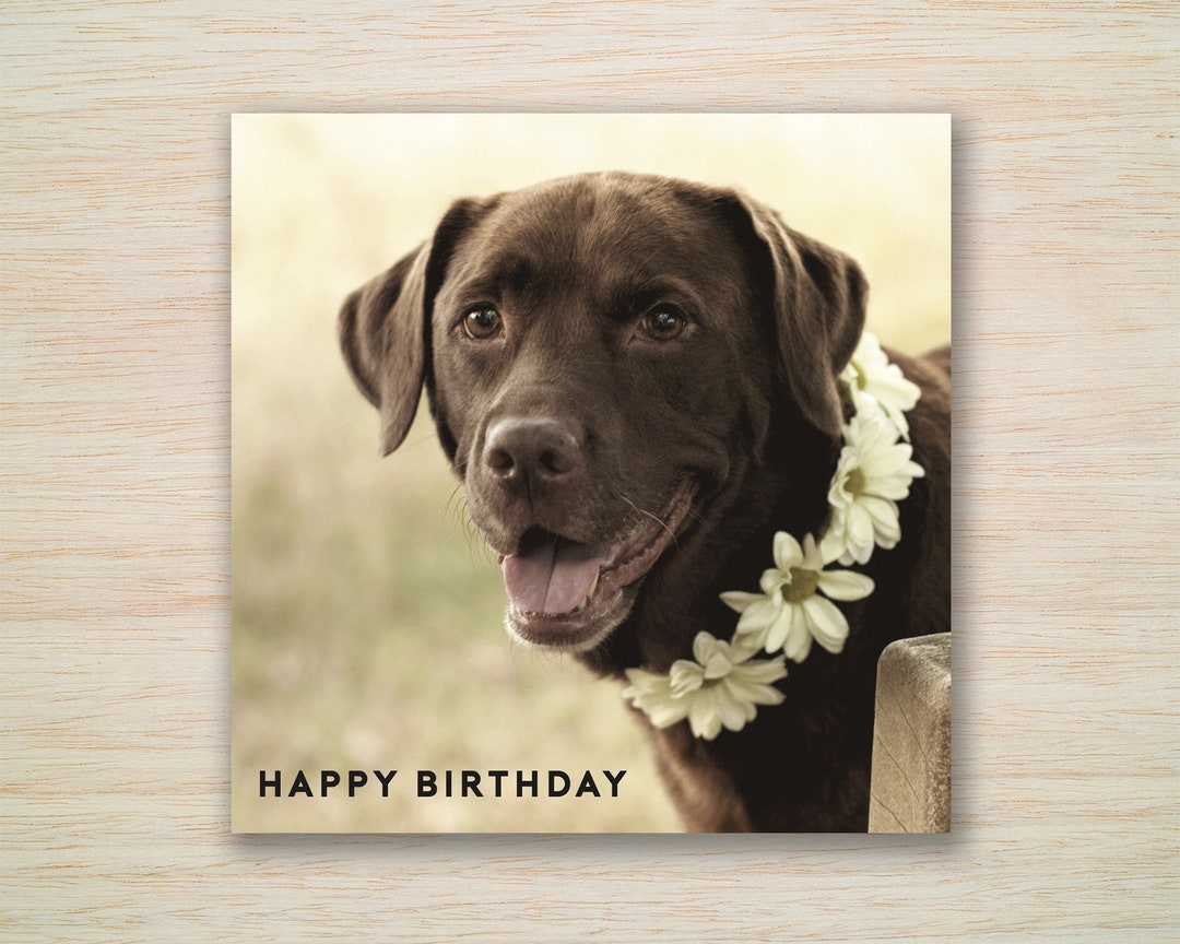 Chocolate Labrador Birthday Card Brown Labrador Birthday Card Dog ...
