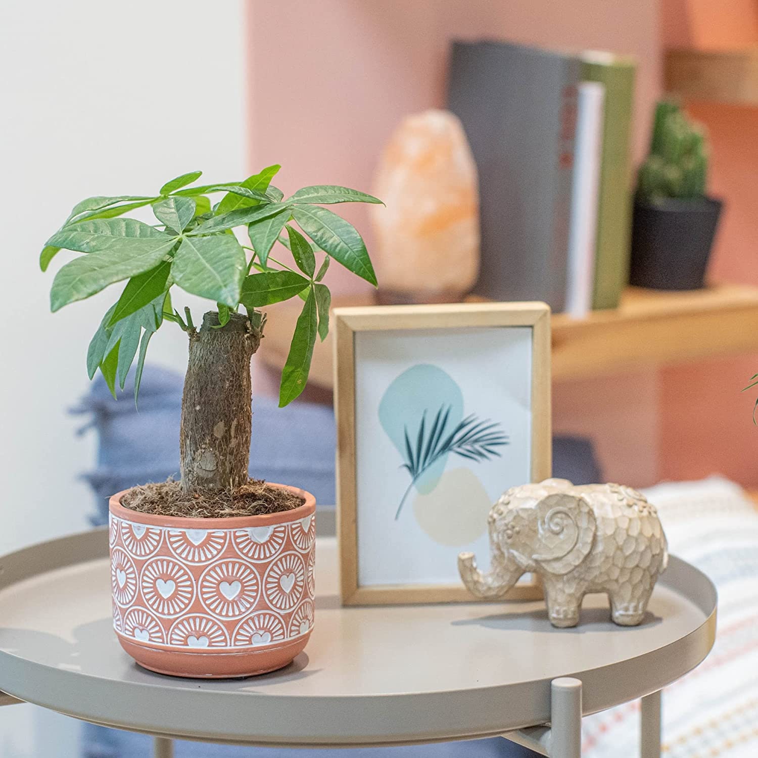 Live Money Tree, Easy Care Indoor Plant, Mini Bonsai in Terracotta ...