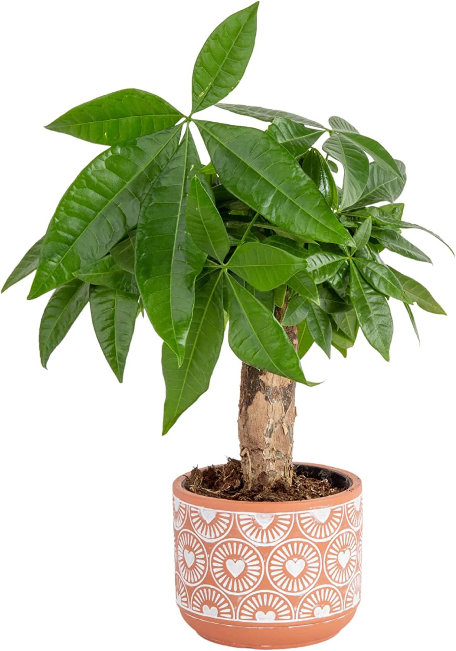 Live Money Tree, Easy Care Indoor Plant, Mini Bonsai in Terracotta ...