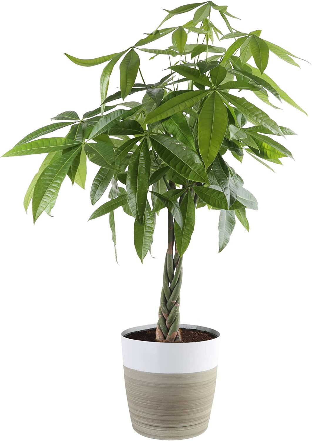 Live Money Tree, Easy Care Indoor Plant, Mini Bonsai in Terracotta ...