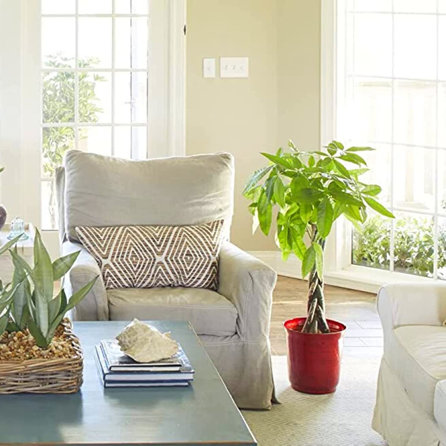 Live Money Tree, Easy Care Indoor Plant, Mini Bonsai in Terracotta ...