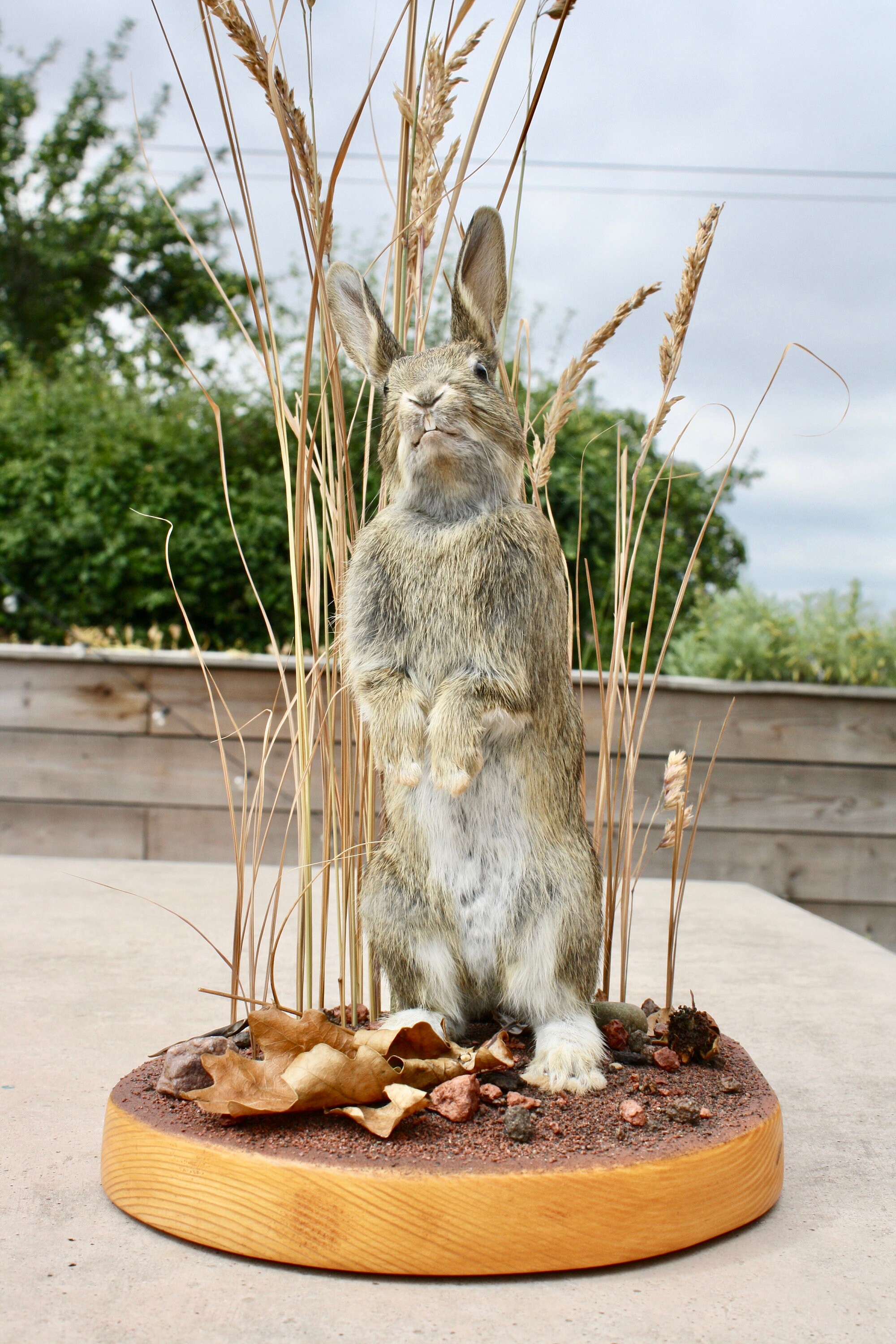 Taxidermy Young Wild Rabbit on Bespoke Wooden Base in a - Etsy UK