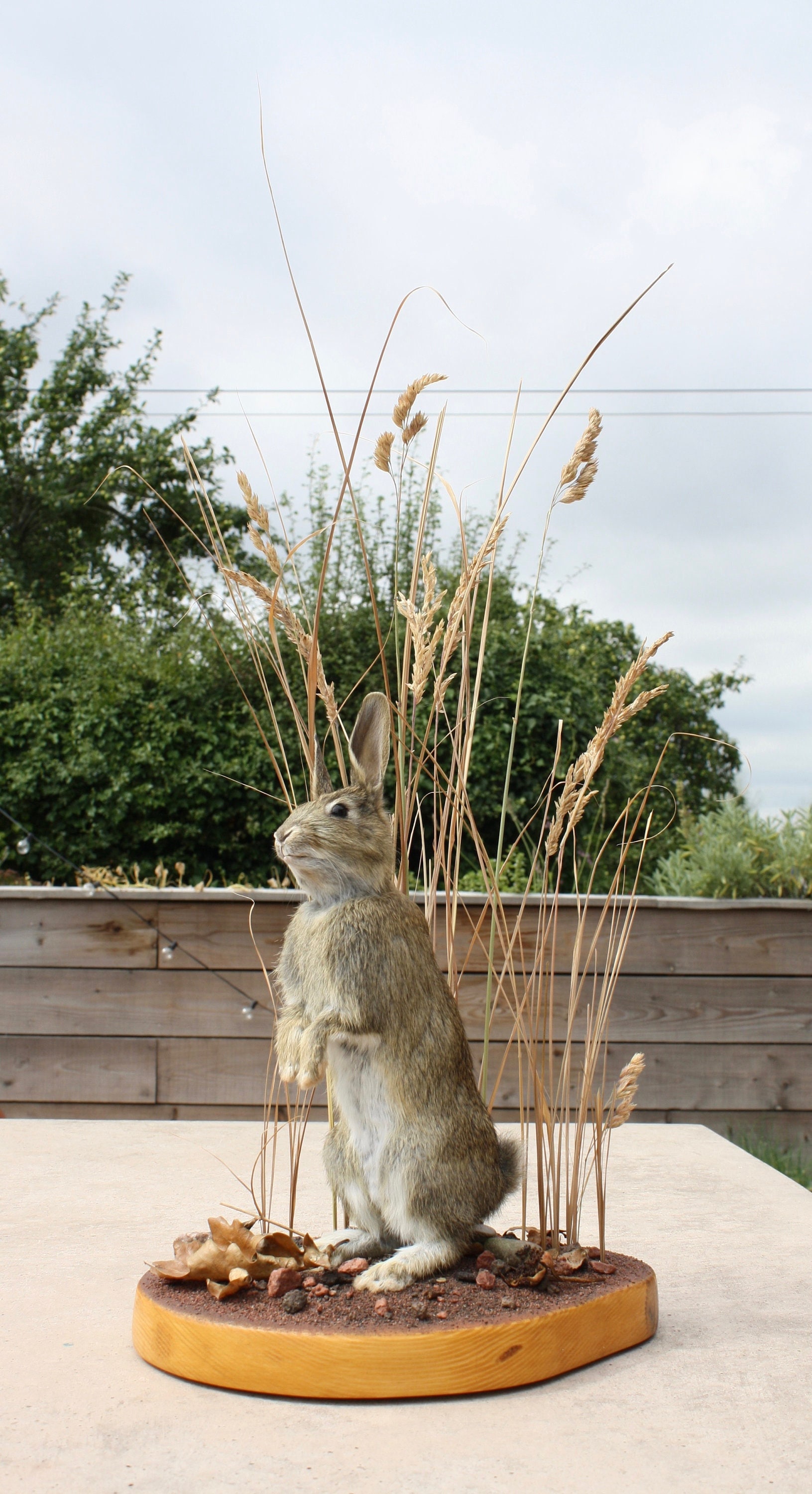 Taxidermy Young Wild Rabbit on Bespoke Wooden Base in a - Etsy UK