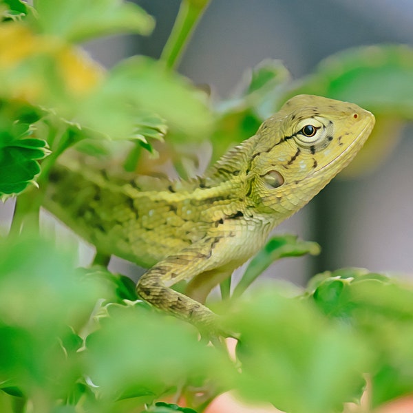 Lizard Wall Art - Etsy