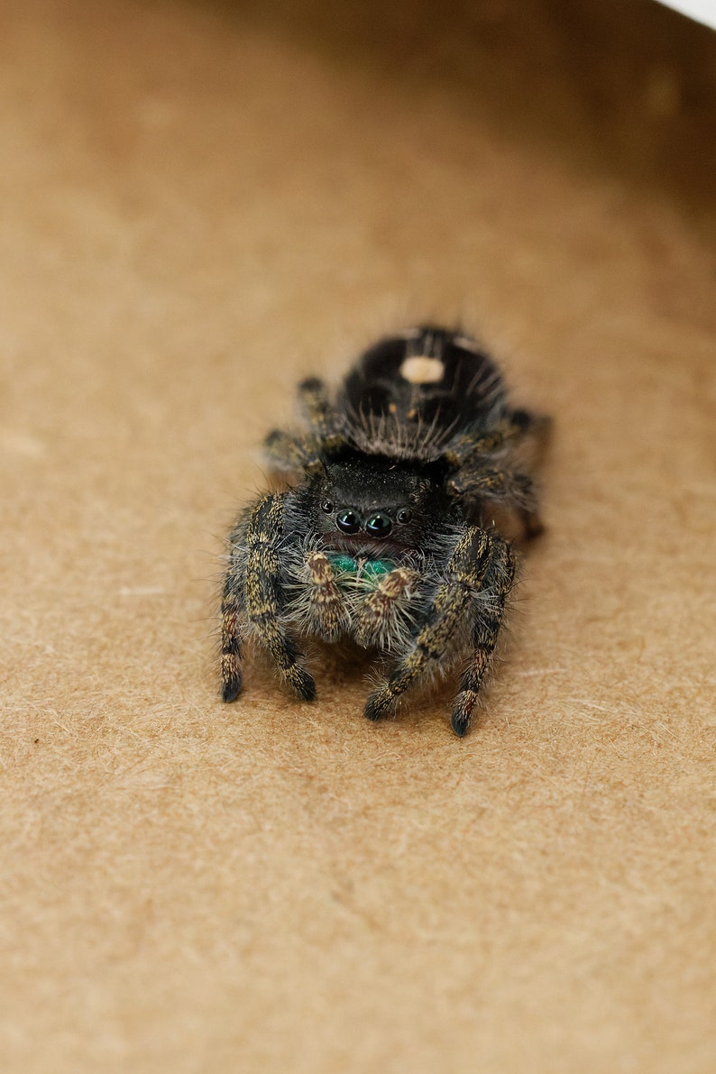 Just a Friendly Jumping Spider - Etsy