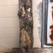 Wood Log With Character, Stylish Rustic Reclaimed Post, Beetle Tracked ...
