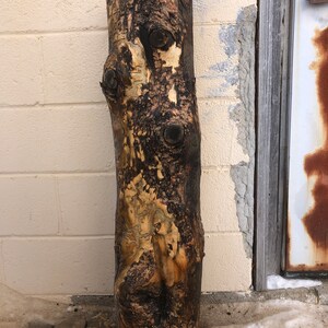 Wood Log With Character, Stylish Rustic Reclaimed Post, Beetle Tracked ...