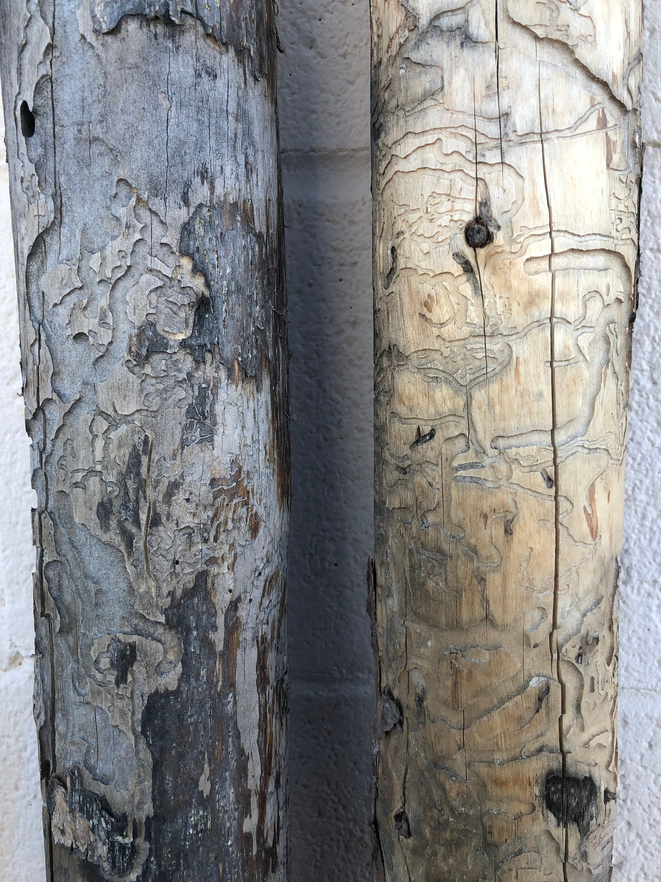 Character Wood Posts, Very Fancy Rustic Western, Boring Beetles Tracked ...
