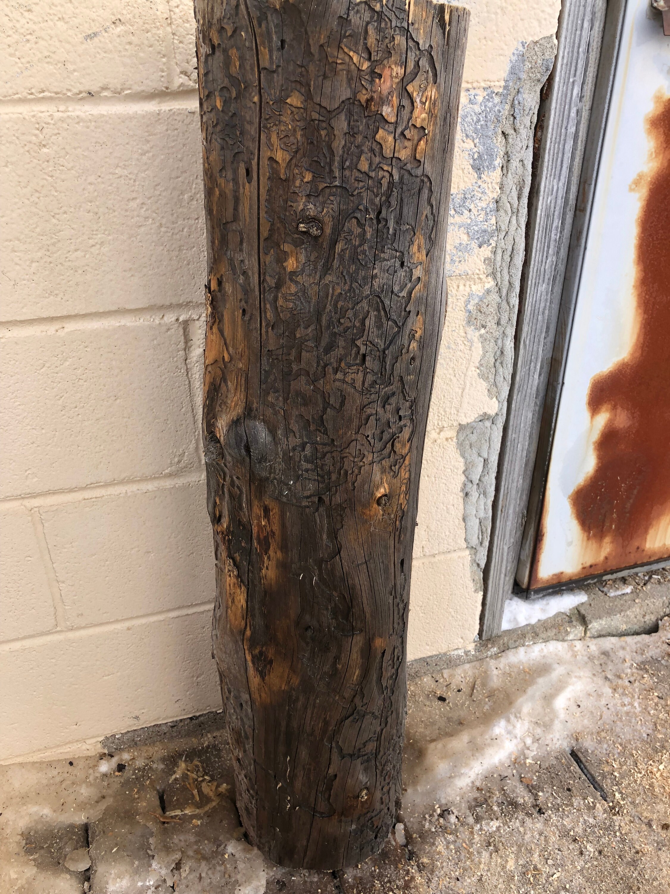 Wood Log With Character, Stylish Rustic Reclaimed Post, Beetle Tracked ...