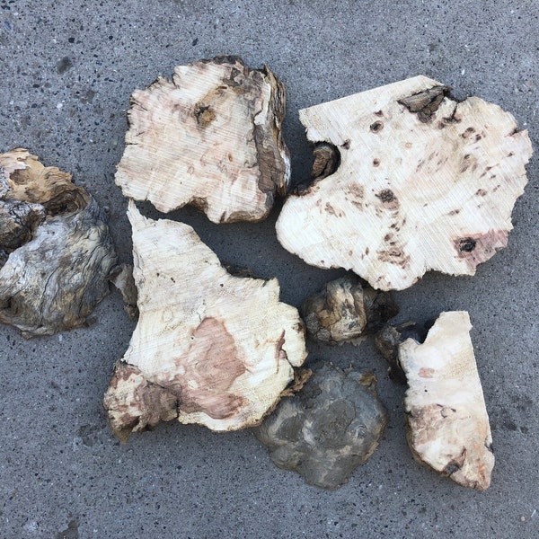 Box Elder Burl - Etsy