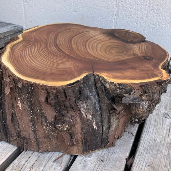 Wood Stump - Etsy