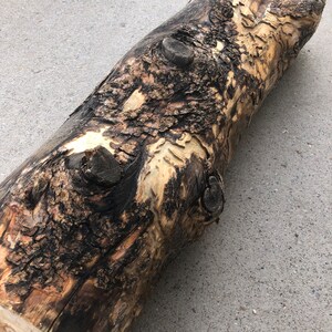 Wood Log With Character, Stylish Rustic Reclaimed Post, Beetle Tracked ...