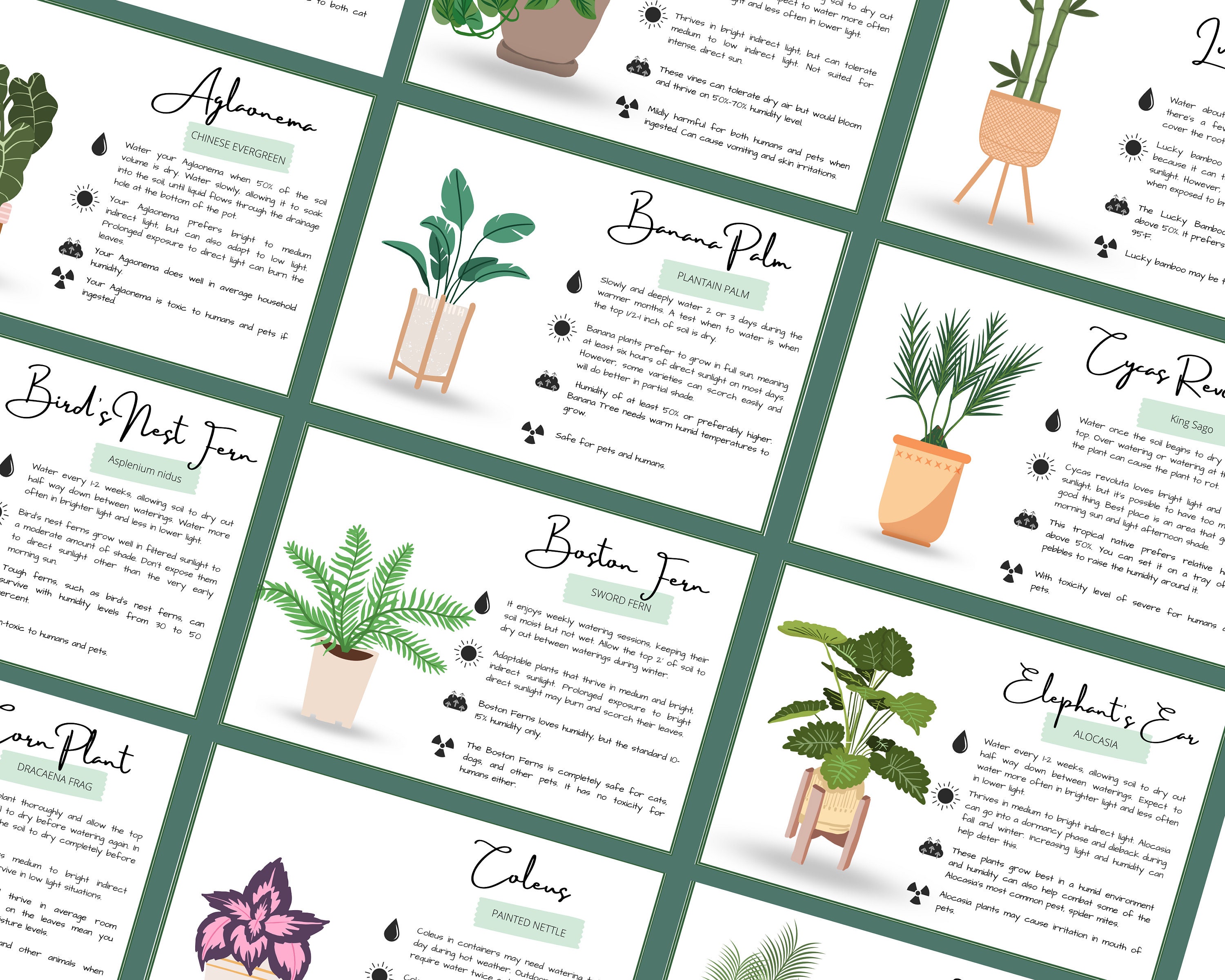 Houseplant Plant Care Cards Plant Label Printable Common - Etsy Australia