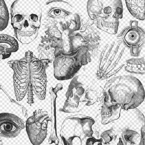Antique Anatomy Overlays 2, Vintage Skeleton and Anatomical Clip Art ...