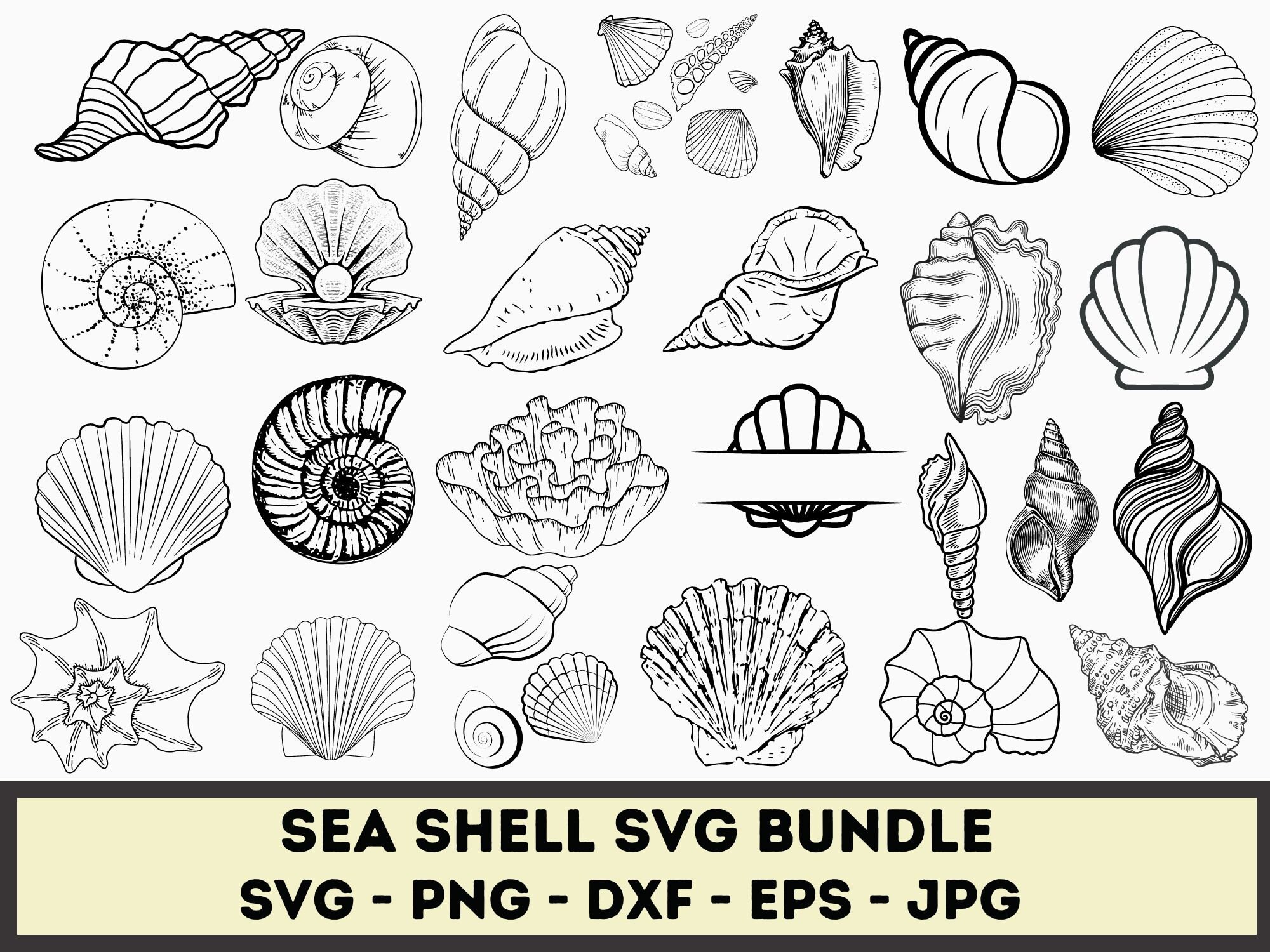 Seashell SVG Bundle, Seashell PNG Bundle, Seashell Clipart, Seashell ...