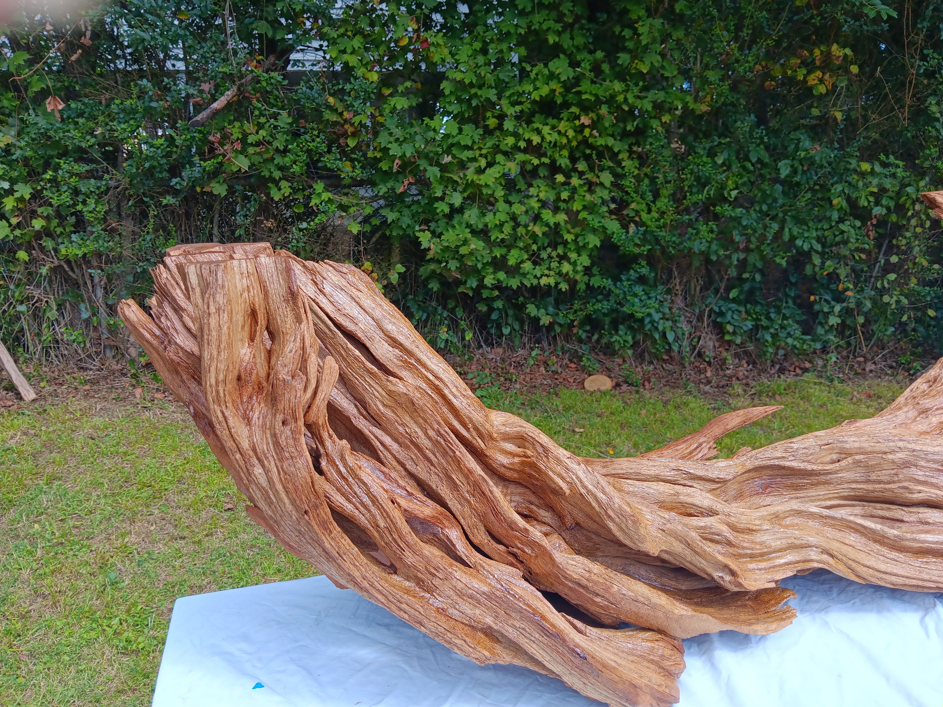 Mahogany Root Driftwood Coffee Table - Etsy